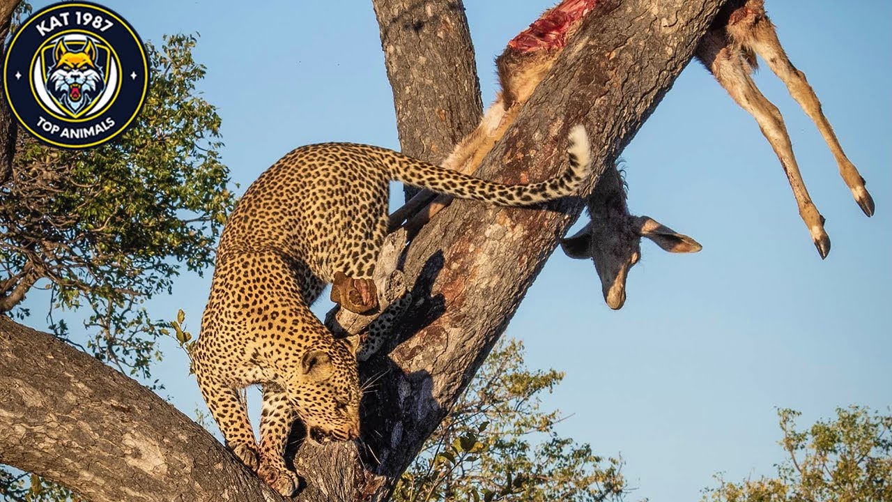 LEOPARD Hunt And Hide Food on Trees ⭐ Best MOMENTS Leopard Hunt Prey ...