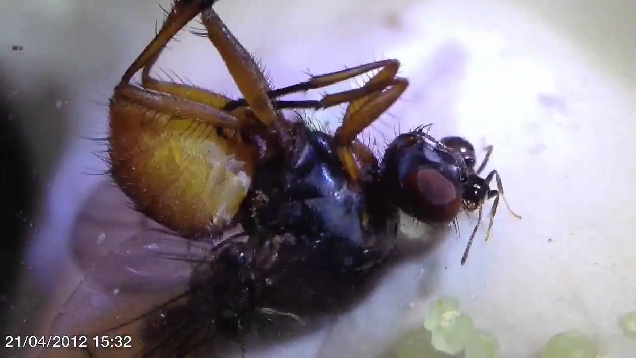 Ants eat fly.. - YouTube