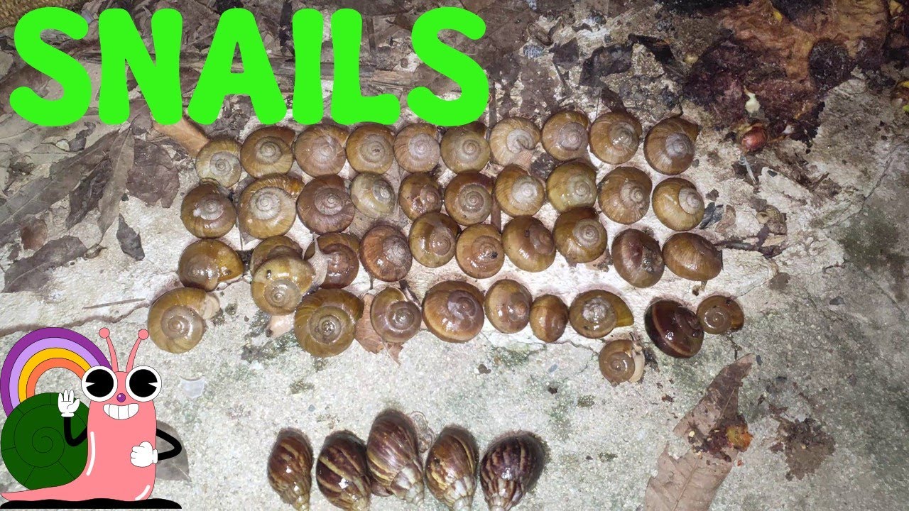 Hunting snails we got a lot of snails #snail #hunters #insects - YouTube