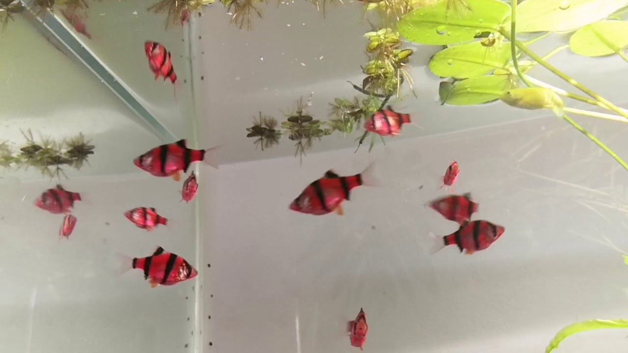 Sumatrano rojo - barbo tigre ( puntius tetrazona) - YouTube