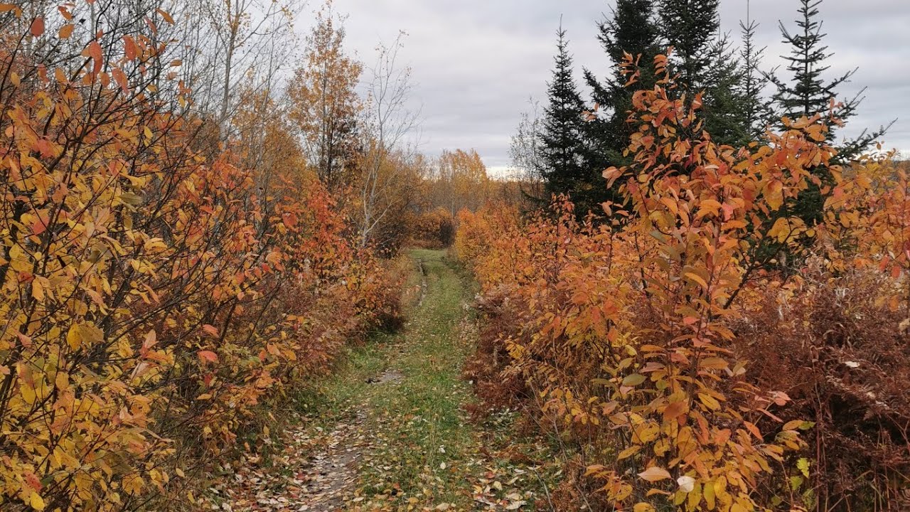 Fall Hiking Ontario Canada | Hunting partridge with a sling shot - YouTube