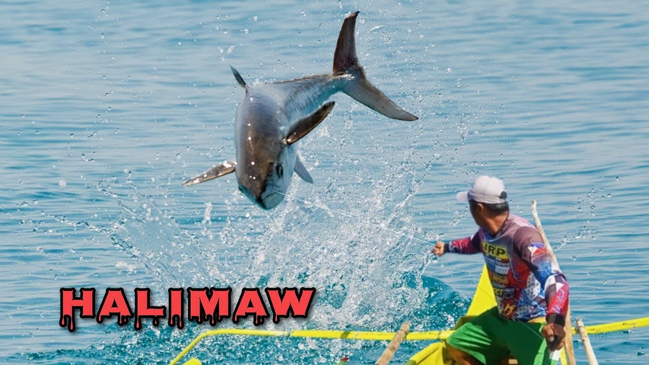 UNBELIEVABLE CATCH GIANT TANIGUE | HALIMAW SA LAKI DUMAWI SA PAHILA ...
