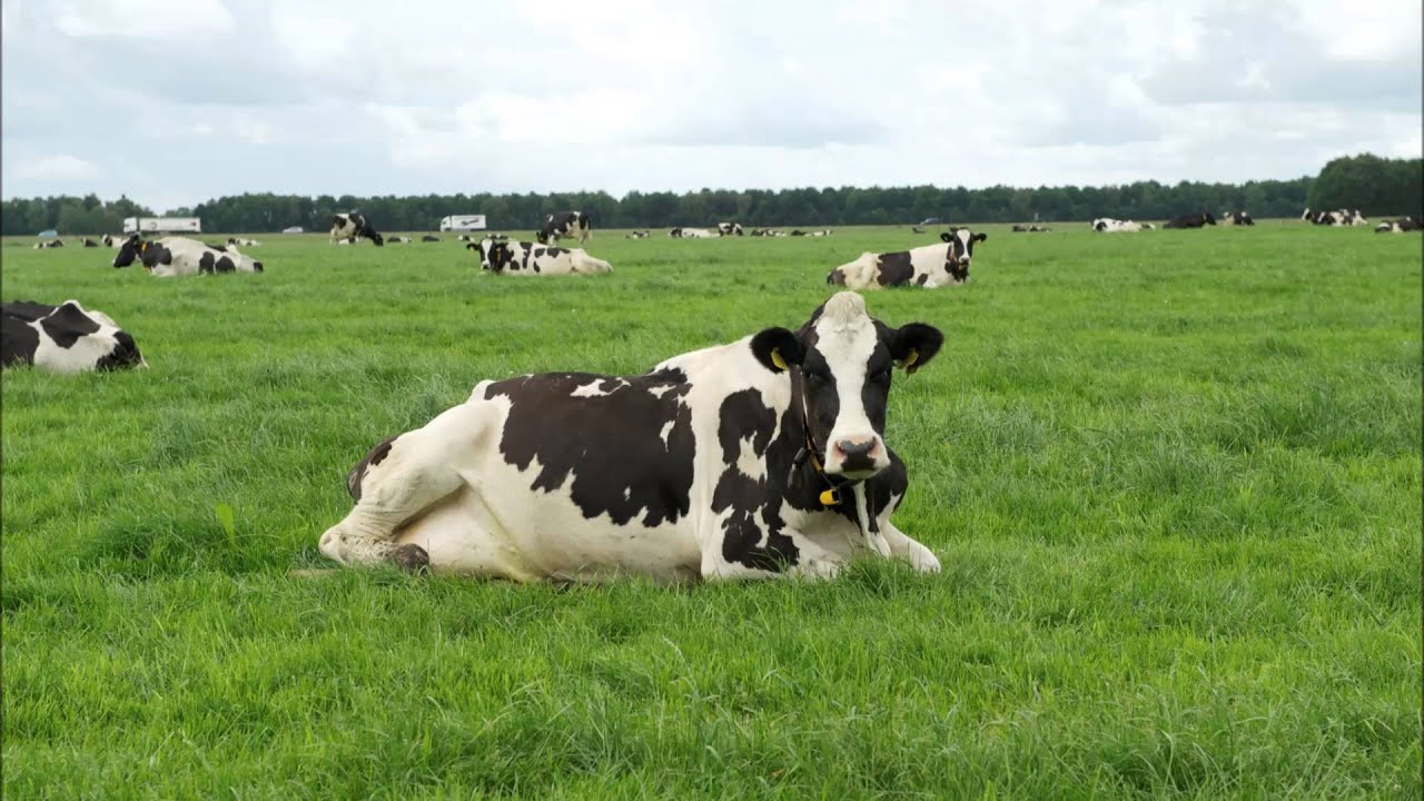 Cow says moo! - YouTube