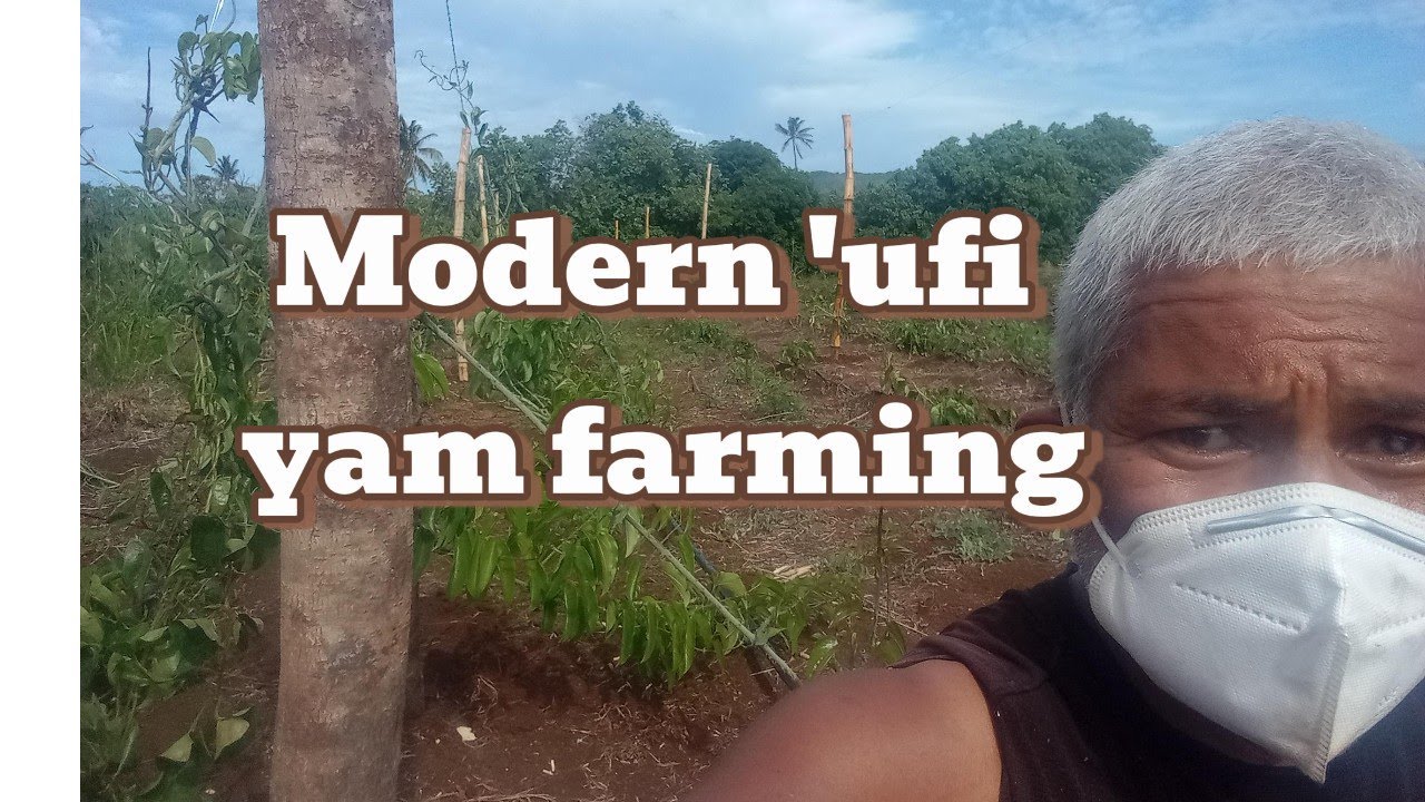 Modern "ufi yam farming at Pangai Eua, Tonga - YouTube