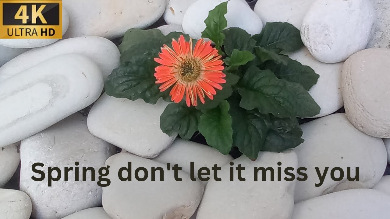 Spring - Don't let it miss you - YouTube