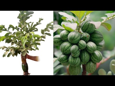 best technique growing Guava with watermelon has a lot of fruit - YouTube