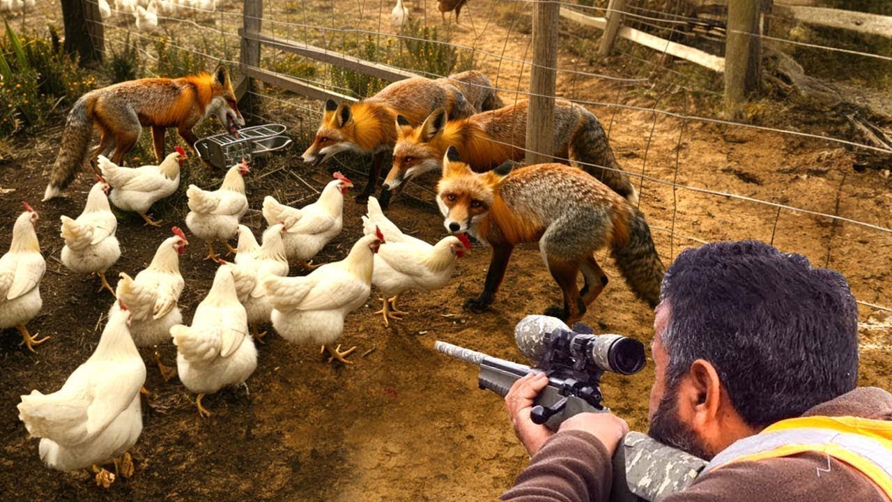 🌾 How Australian Hunters and Farmers Deal with Thousands of Foxes, Wild ...