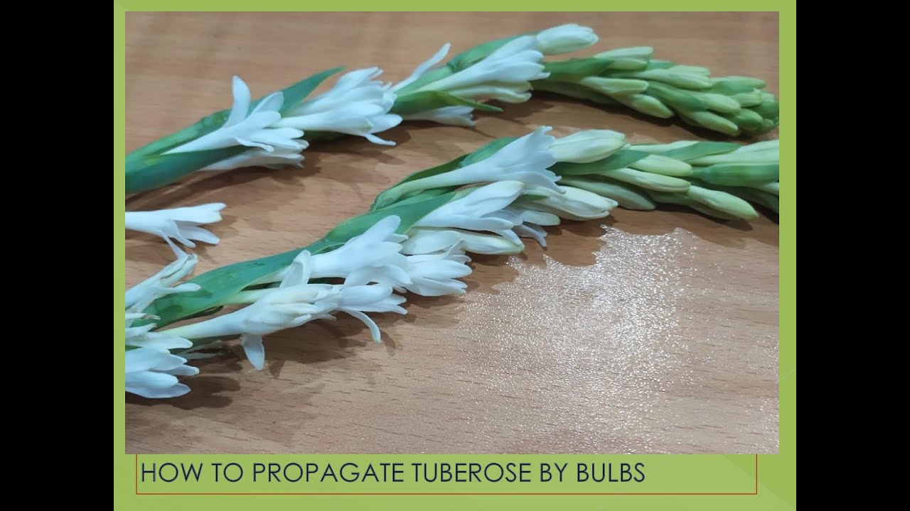 How to propagate Tuberose (Agave amica) by bulbs - YouTube