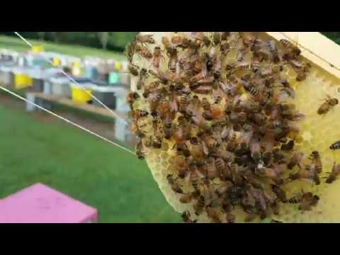 Free Honey Bees 50K Subscriber Give Away Beekeeping Barnyard Bees - YouTube
