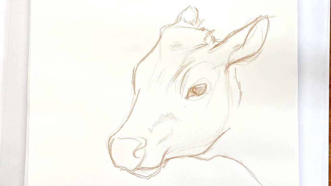 How to draw a cow - YouTube