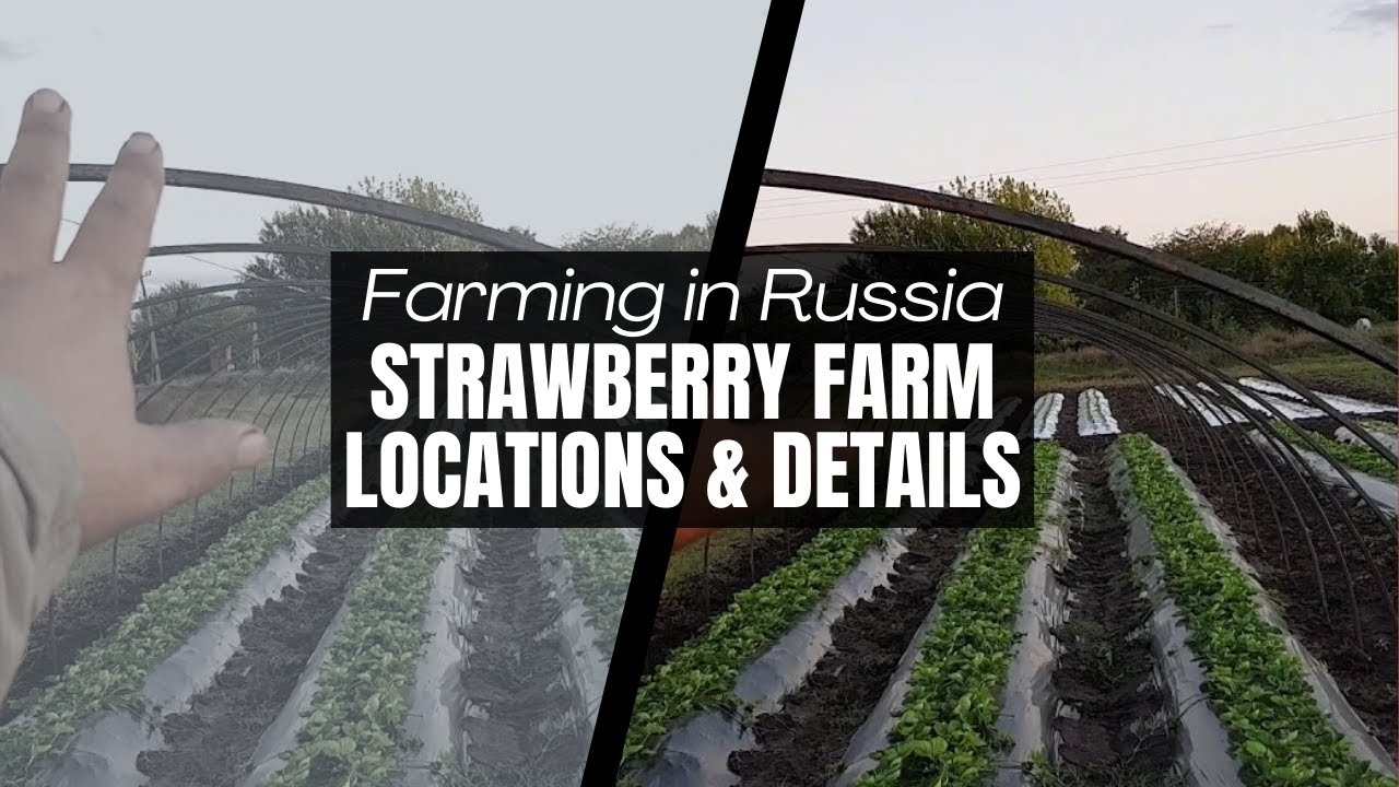 Farming in Russia | Detailed Video Coming Soon - YouTube