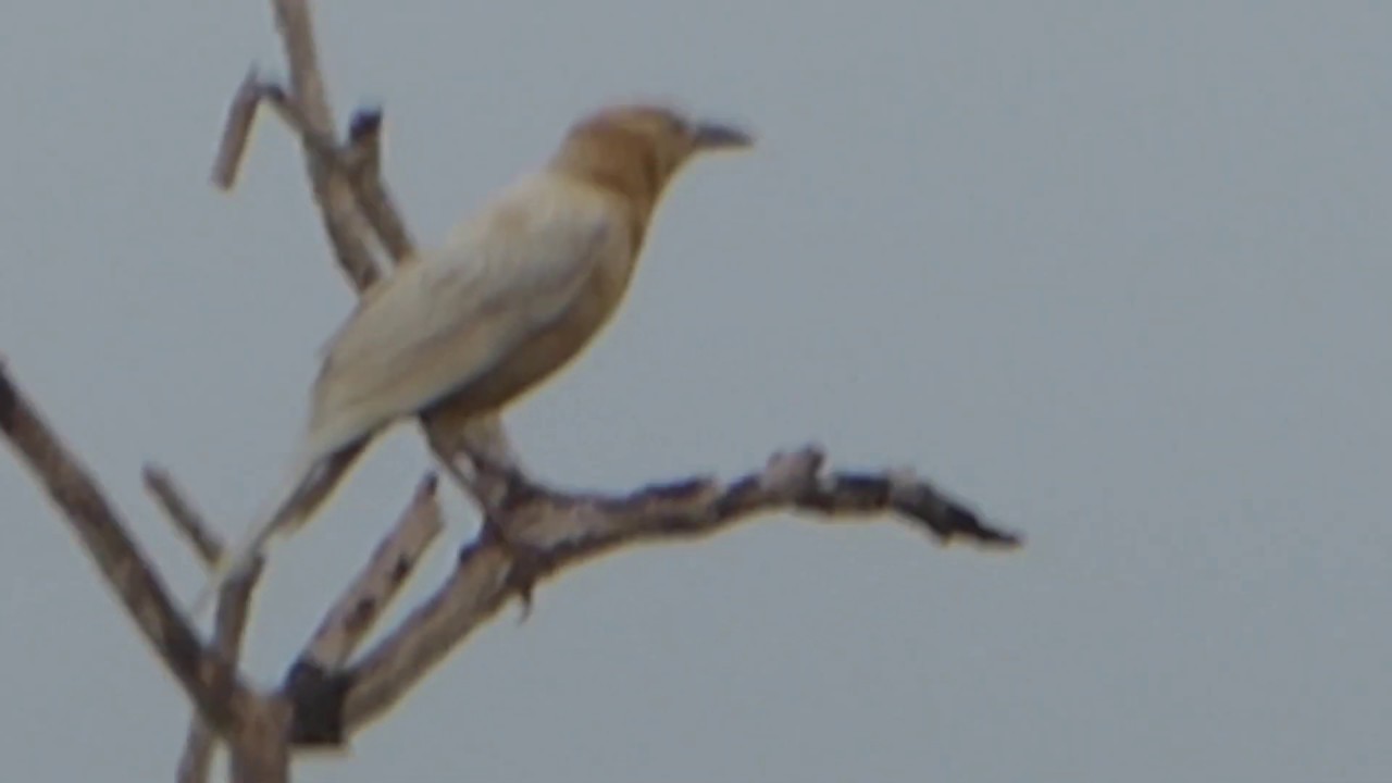 Zanate Albino (Quiscalus mexicanus) - YouTube