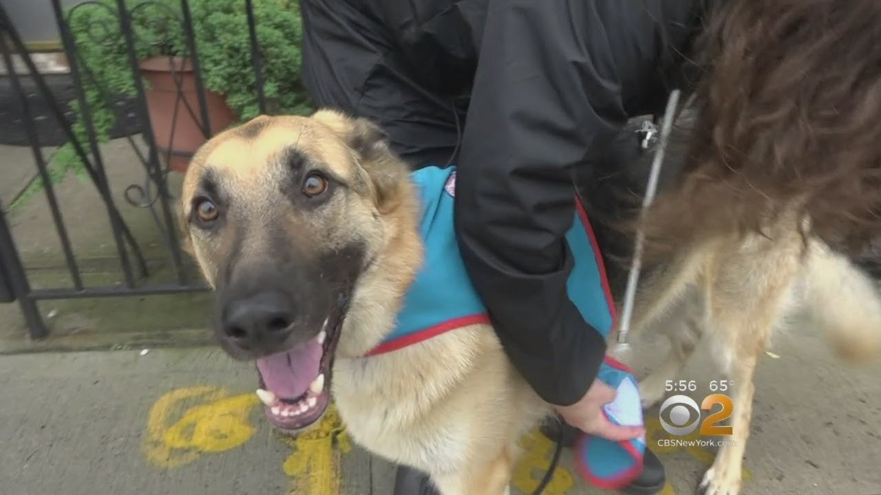How To Get Service Dog Papers Updated April 2023 Wikidoggia How To Get Service Dog Papers Updated April 2023 Wikidoggia