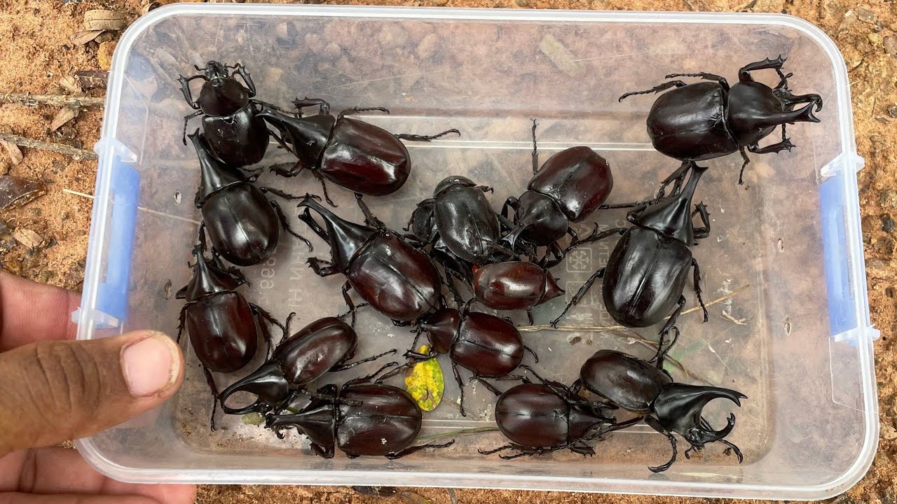 Many Beetles of Insects very Lively 🪲 - YouTube