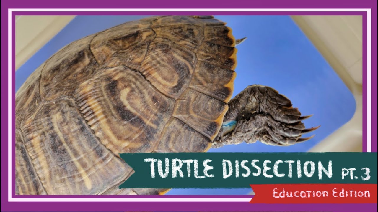 Turtle Internal Anatomy Turtle Internal Anatomy