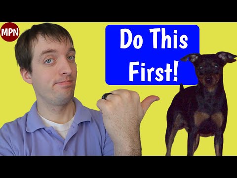 How To House Train A Miniature Doberman Pinscher