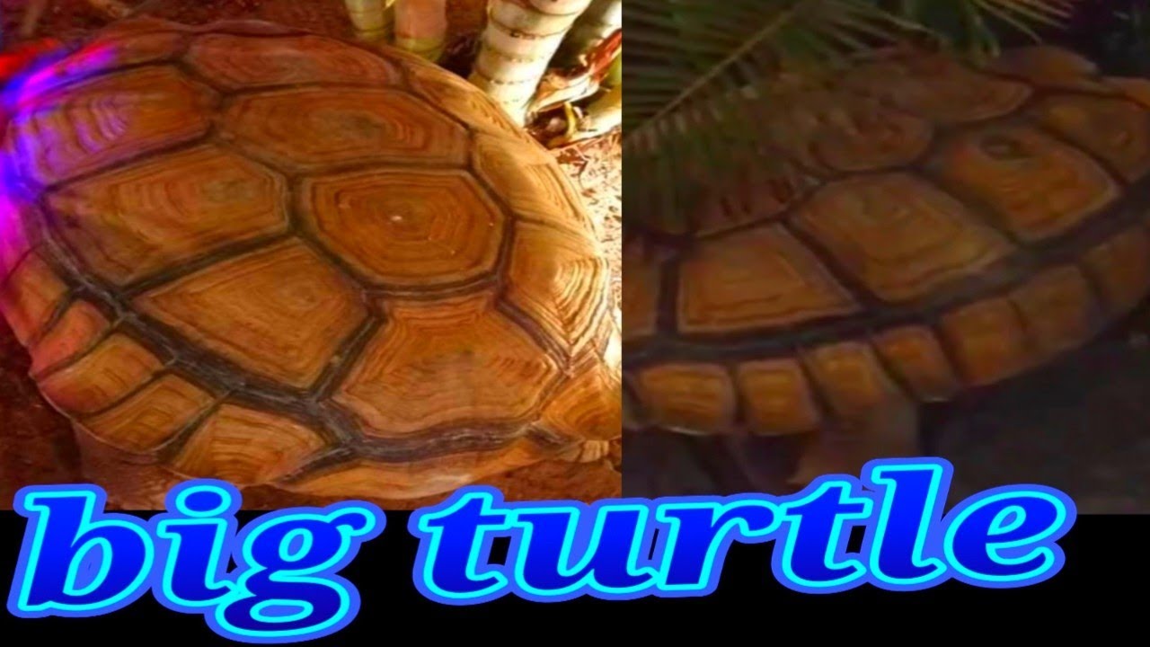 Big turtle here in saudi(short video)rona ytv - YouTube