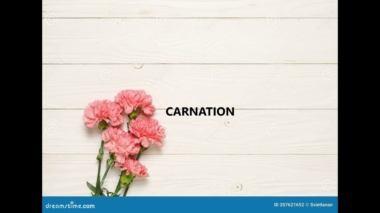 carnation - YouTube Music