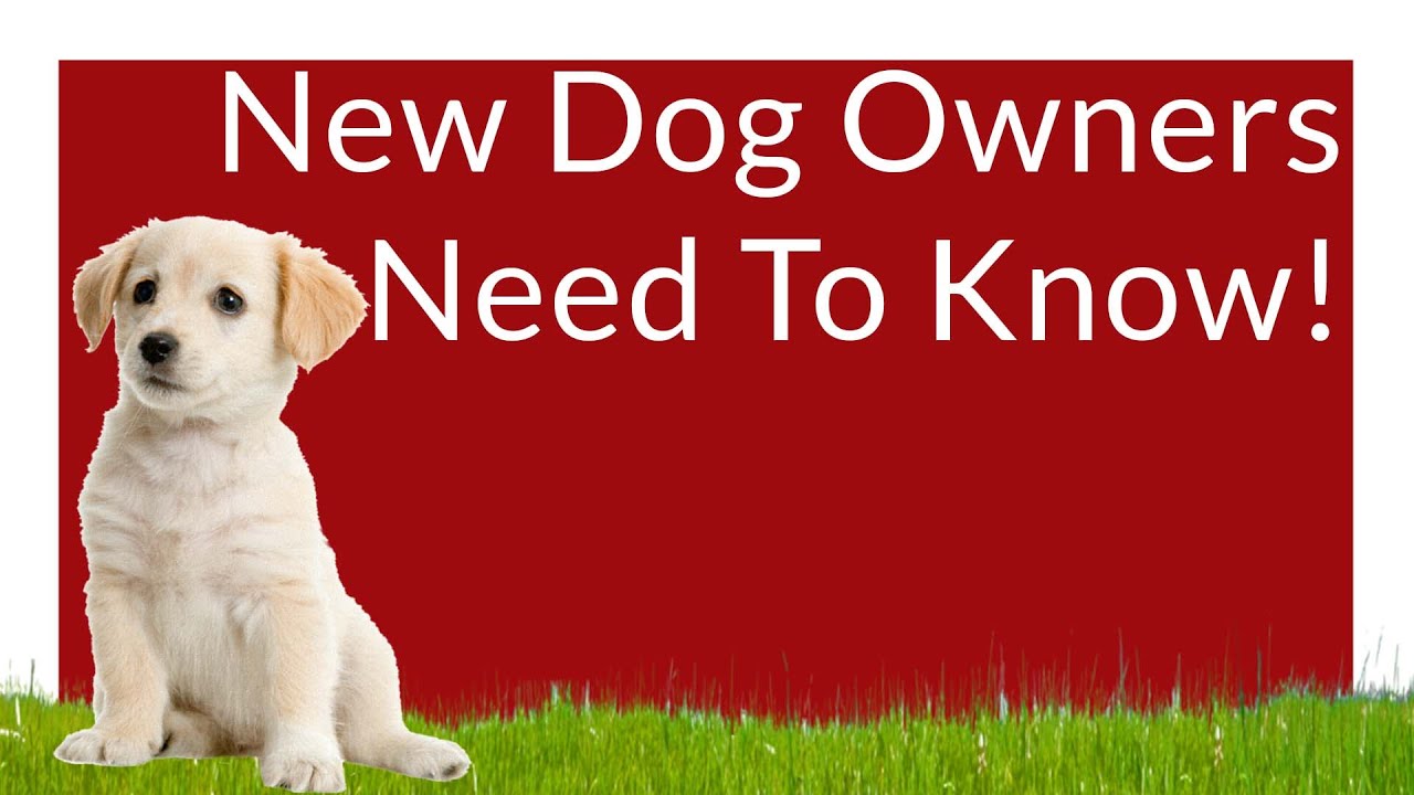 What you need to Know about Parvo! - YouTube