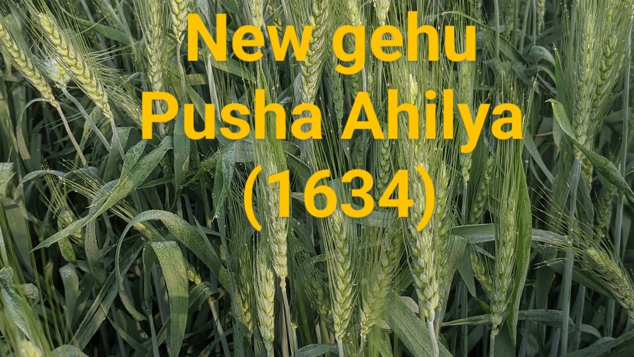 new gehu Verity Pusha Ahilya (Hi1634) - YouTube