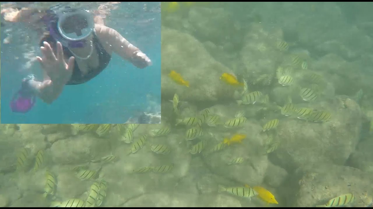 Snorkeling off the coast of Hawaii's Big Island, near Hilo, Underwater ...