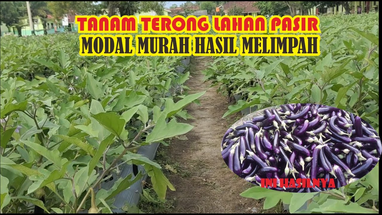 TANAM TERONG UNGU DI LAHAN PASIR || MODAL MURAH HASIL MELIMPAH - YouTube
