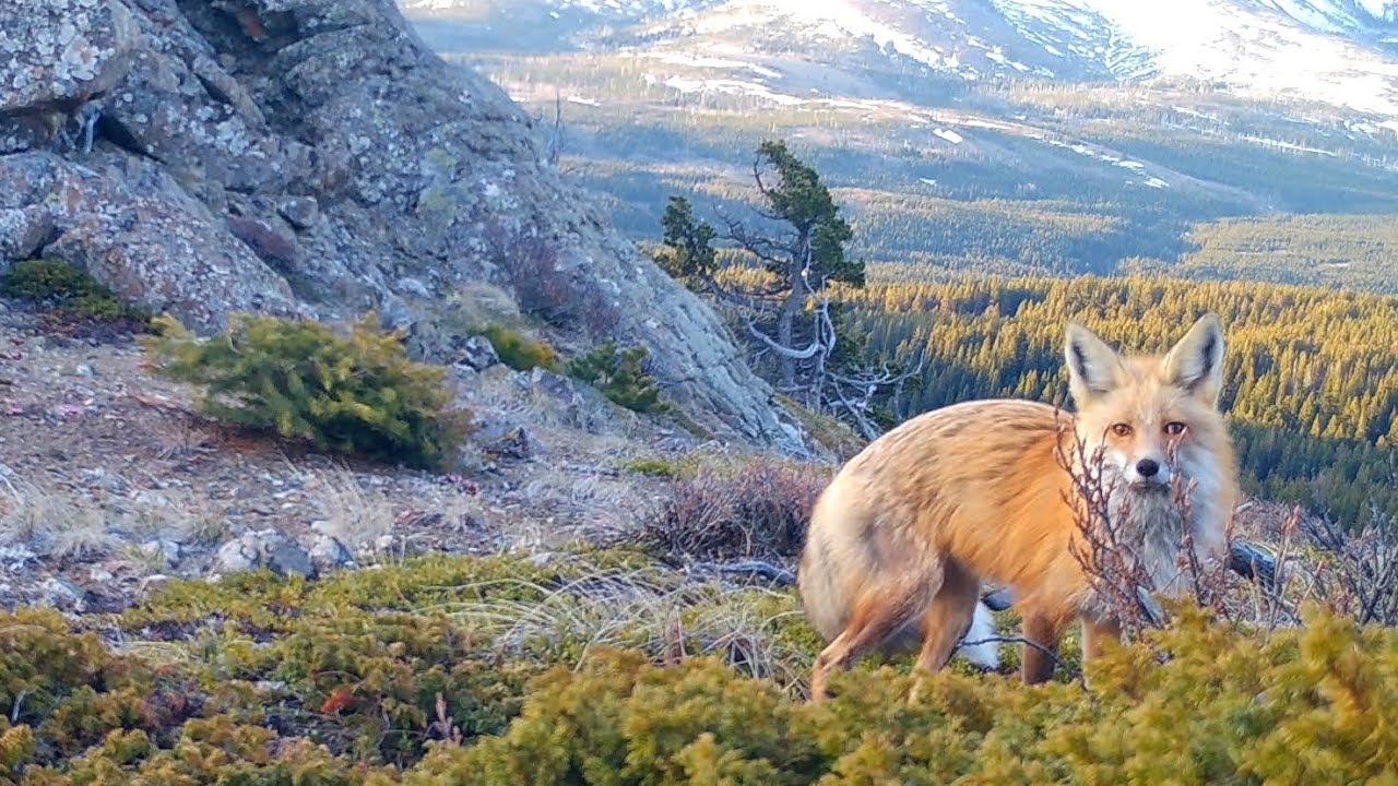 Red Fox Caching Eggs! - YouTube