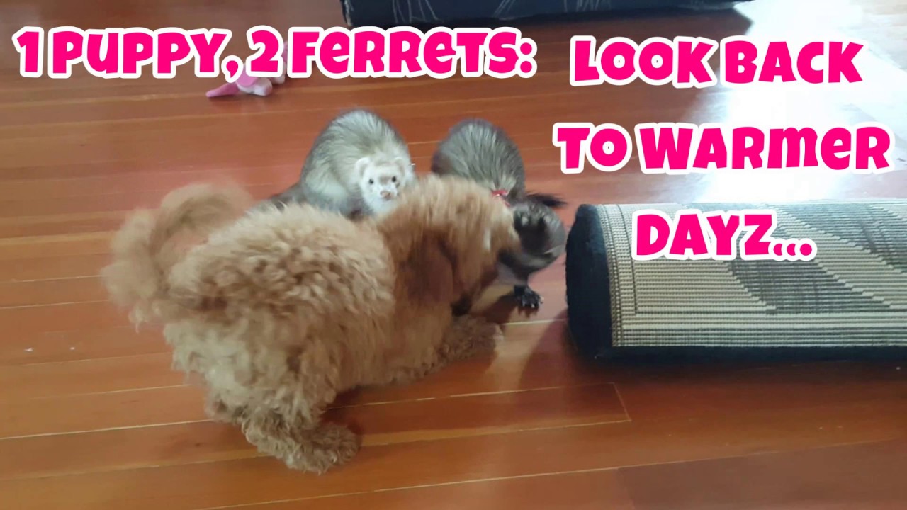 1 Puppy & 2 Ferrets: Look Back To Warmer Dayz - Cute Animals Inside 4 ...