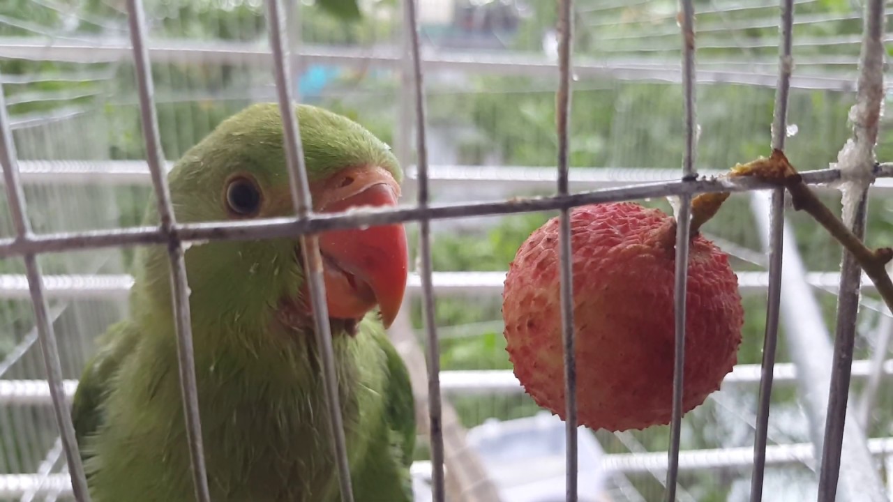 Parrot like to eat lychee - YouTube