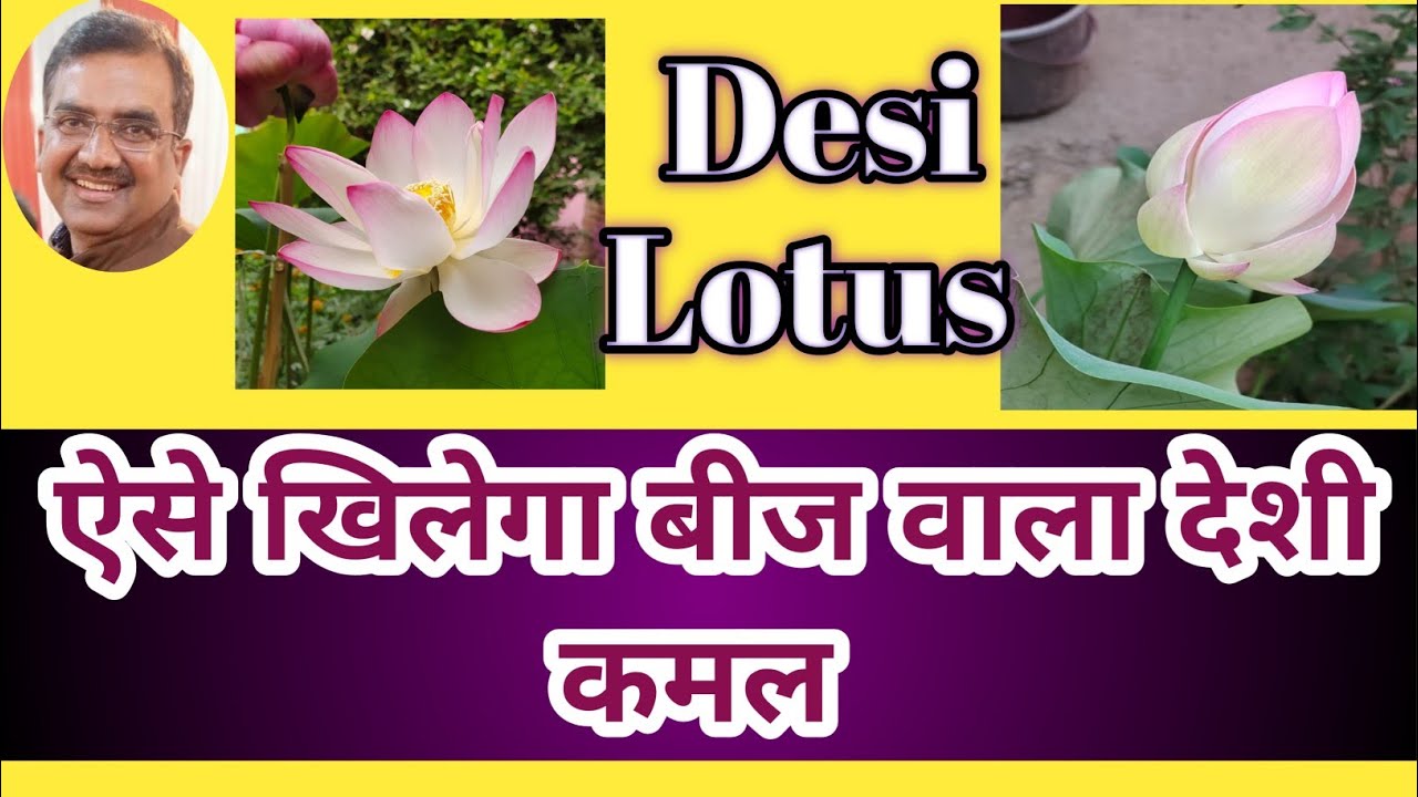 How To Grow Lotus At Home/ Desi Lotus Care - YouTube
