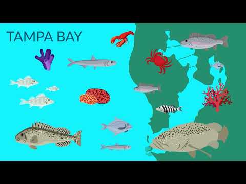 What Ecosystem Is Tampa Bay