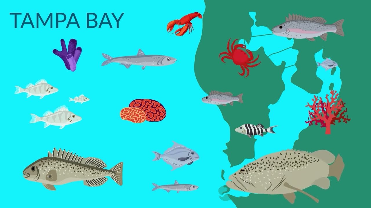 Where are Tampa Bay's hard bottom habitats and why do we need them ...