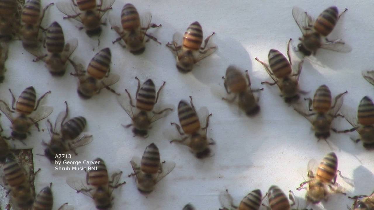 A7713 Video - YouTube