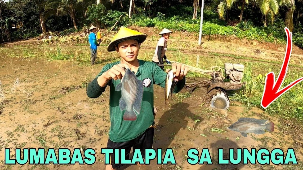 Panghuhuli ng Dalag at Tilapia...Lumabas sa lungga habang nag hand ...