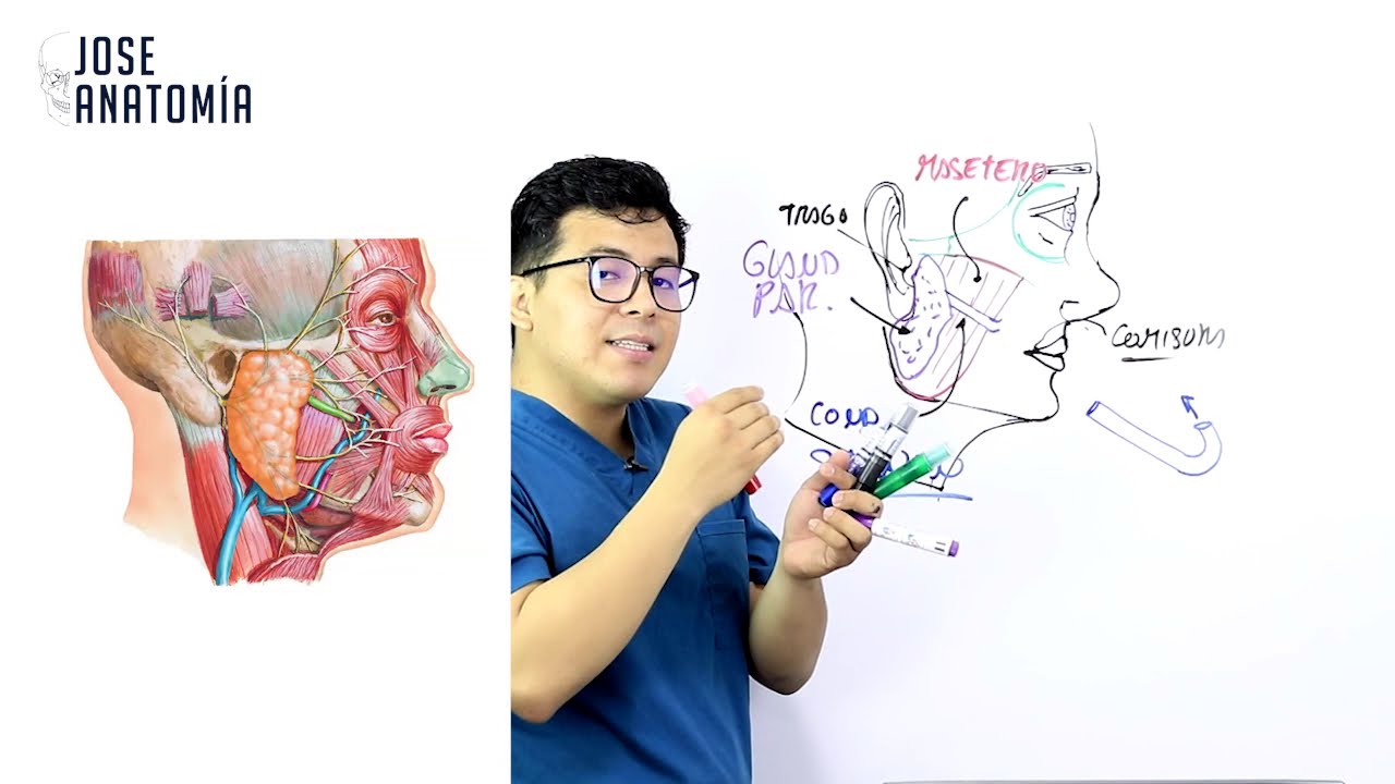 CONDUCTO DE STENON - YouTube