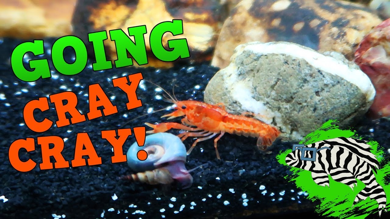 Mexican Dwarf Orange Crayfish - Keeping Feeding and Breeding - YouTube