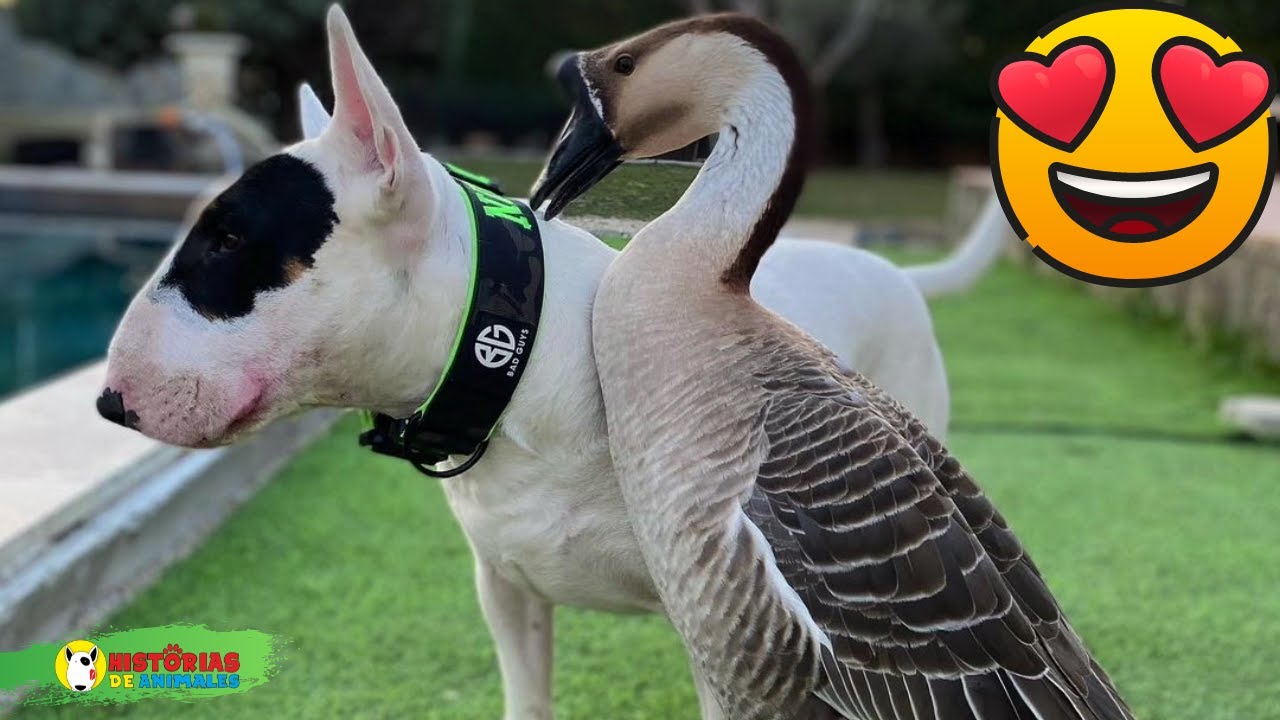 El mejor amigo del perro en casa es un ganso rescatado del matadero ...