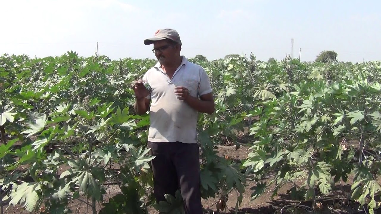Castor Cultivation in Natural Farming Method. - YouTube