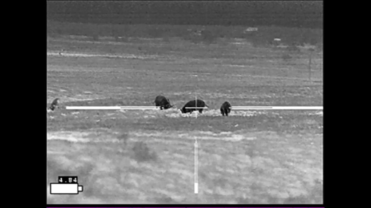 6 Hogs Down - Montague Sounder Thermal Hog Hunt - YouTube