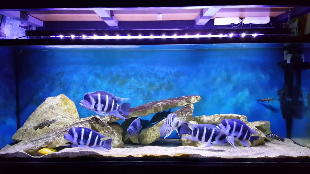 Cyphotilapia frontosa blue zaire kitumba - YouTube
