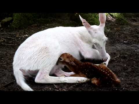 White Doe gives birth to 2 buck fawns..one brown and one white