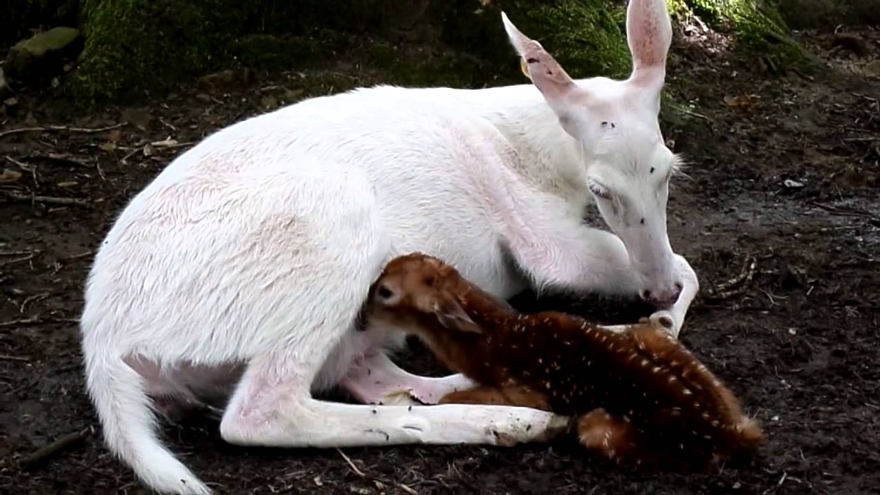 White Doe gives birth to 2 buck fawns..one brown and one white - YouTube