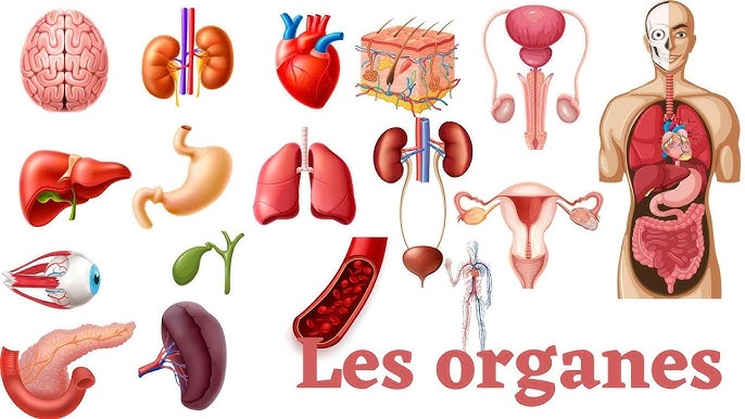 Anatomie Du Corps Humain Organes