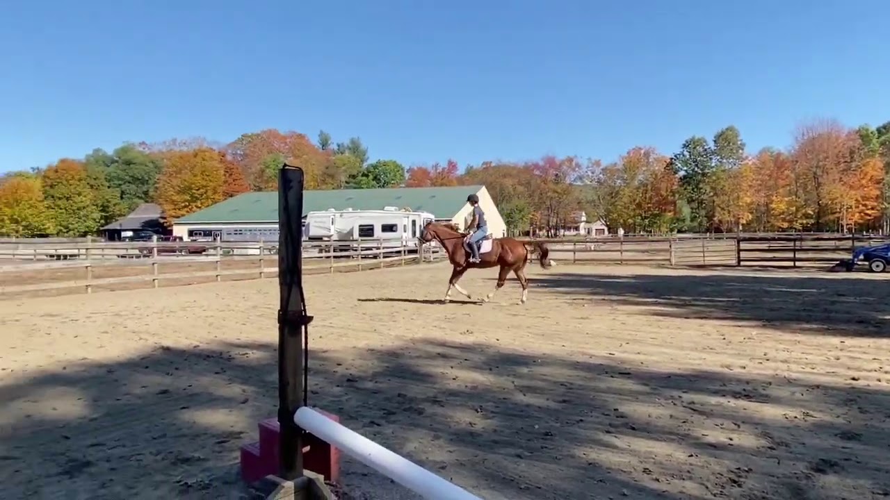 REDWHITEANDCHROME, appendix AQHA gelding for sale - YouTube