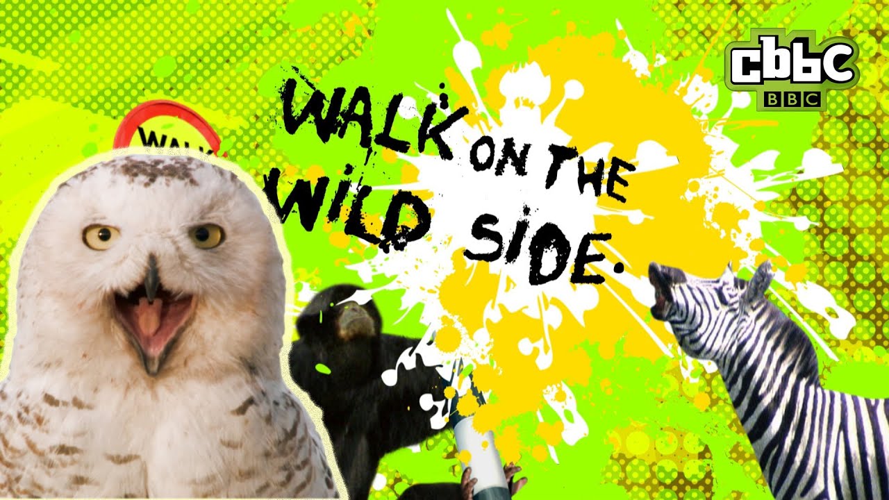 CBBC: Walk on The Wild Side - Owl Impressions - YouTube