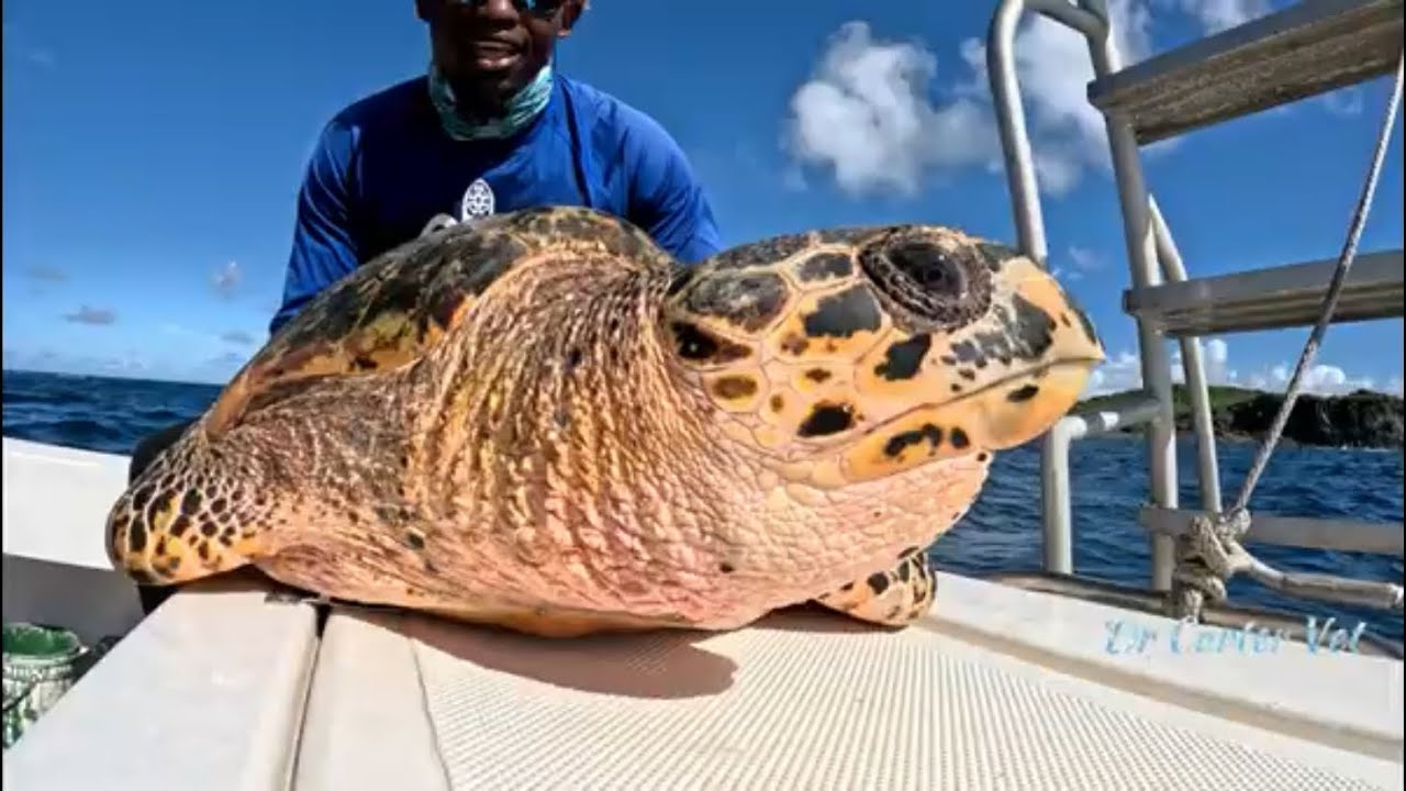 Sea Turtles | The Perfect Turtle Video | Giant Hawksbill Turtles # ...