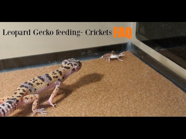 Leopard Gecko Eating Crickets Leopard Gecko Killing Cricket Stock