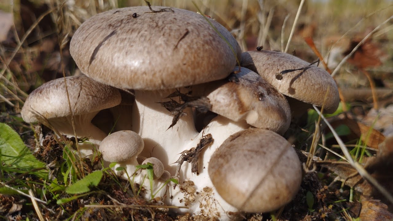 SETAS DE CARDO XXL. ¡AHORA ES EL MOMENTO! PLEUROTUS ERYNGII. - YouTube