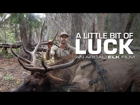 HUNTING MATURE BULLS WITH A BOW | AN ARGALI ARCHERY ELK FILM
