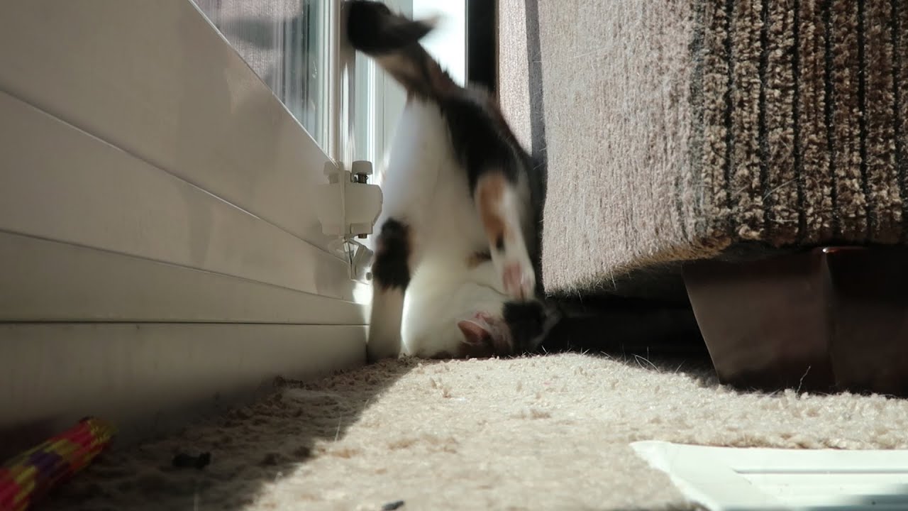 My cat likes to do somersaults - YouTube